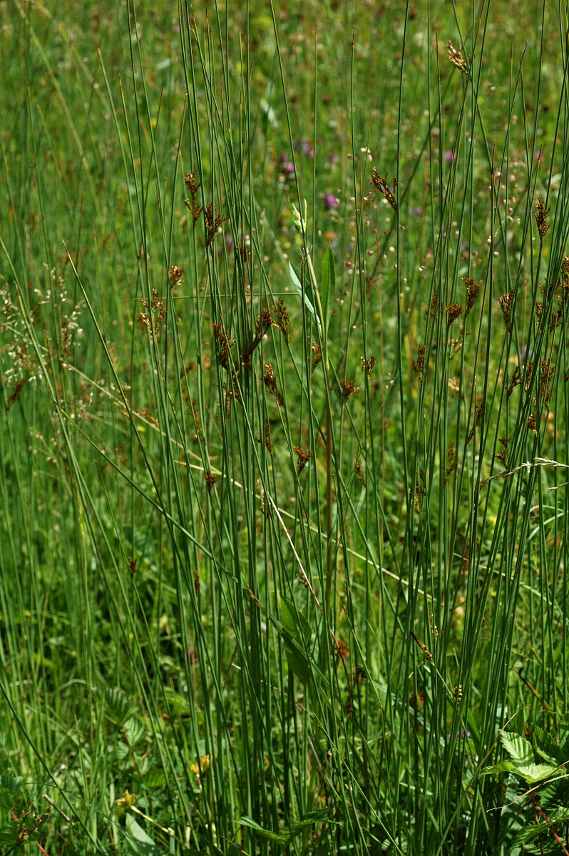 Juncus inflexus, Hard Rush